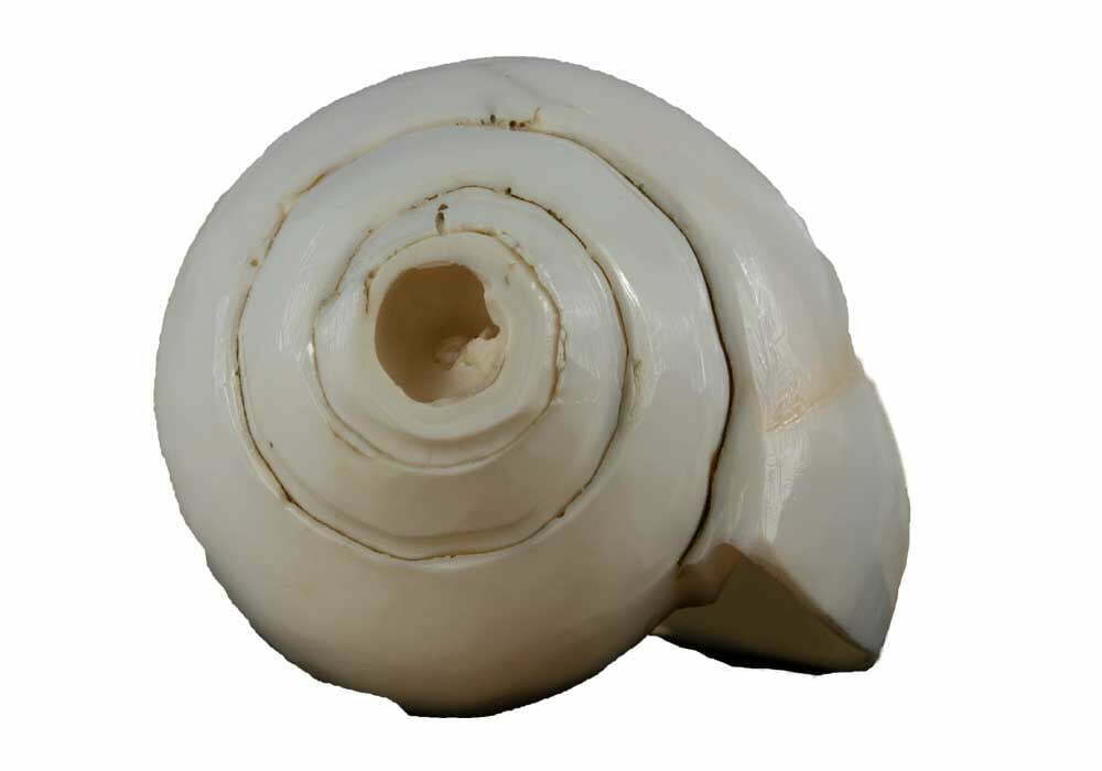 Blowing Conch Shell | Shankha | Shell of a large predatory sea snail